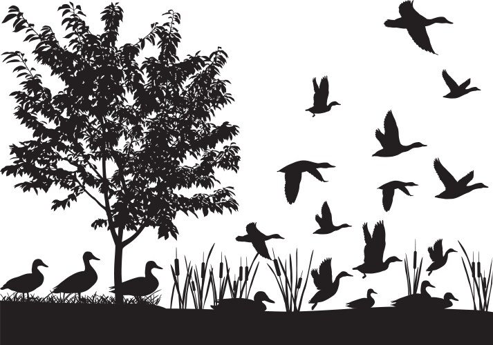 Duck Outline Vector Images (over 10,000)