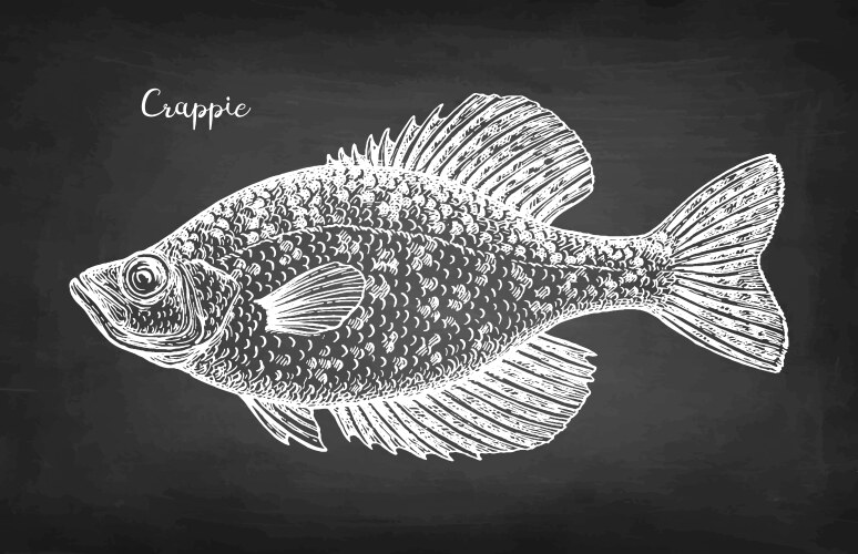 Crappie Vector Images (over 250)