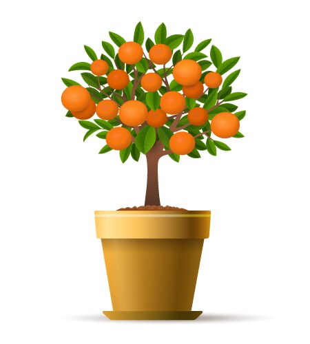 Tangerine Vector Images (over 13,000)