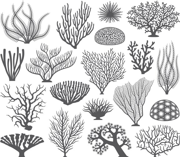 Coral Vector Images (over 74,000)