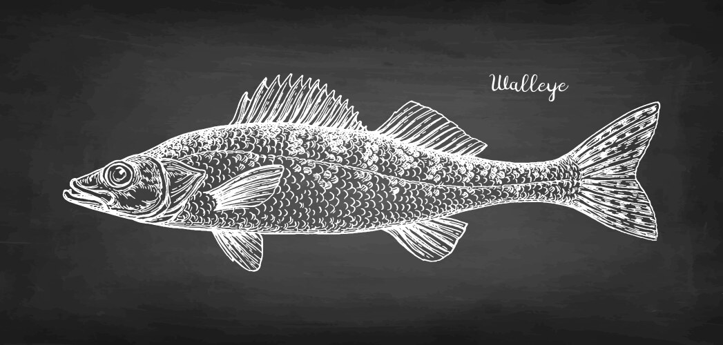 Walleye Vector Images (over 550)