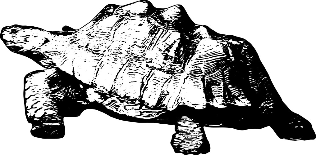 Tortoise Vector Images (over 14,000)