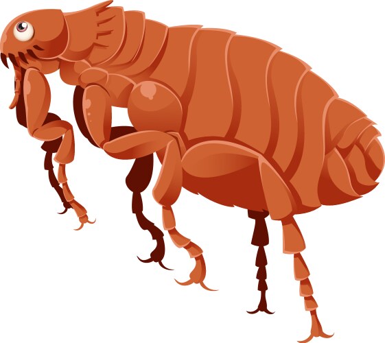 Cartoon flea isolated on white background Vector Image