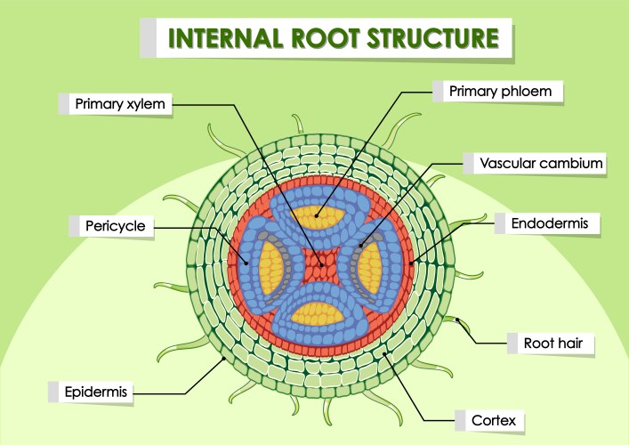Internal structure of root diagram Royalty Free Vector Image