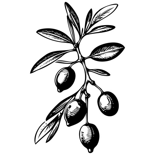 Olive black hand drawn fruit transparent Vector Image