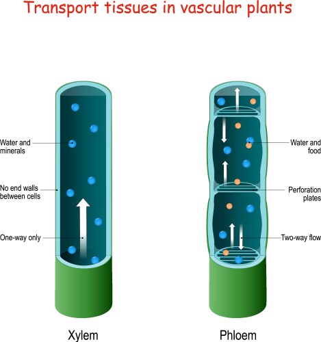 Vascular tissue system of plant xylem and phloem Vector Image