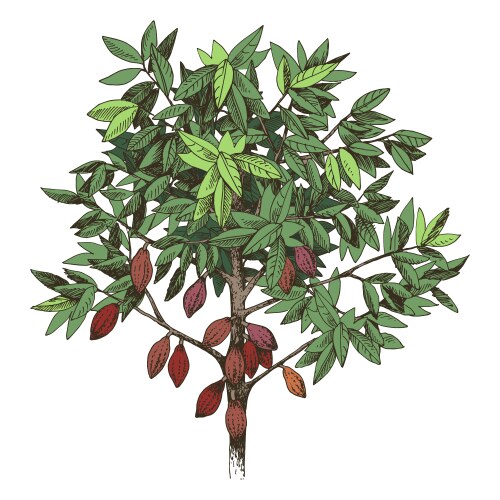 Cocoa tree Royalty Free Vector Image - VectorStock