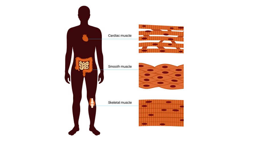 Muscle Vector Images (over 140,000)