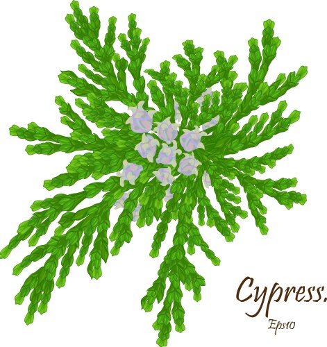 Cypress Tree Vector Images (over 4,100)