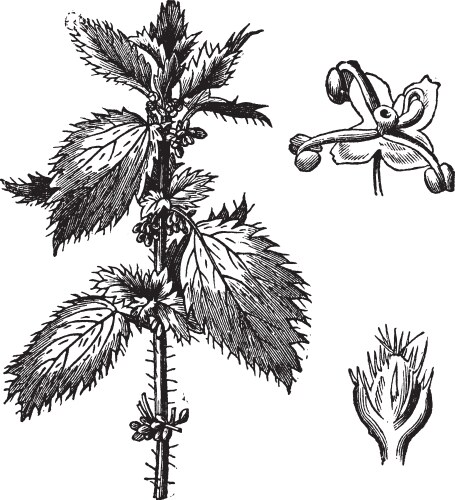 Nettle Vector Images (over 1,100)