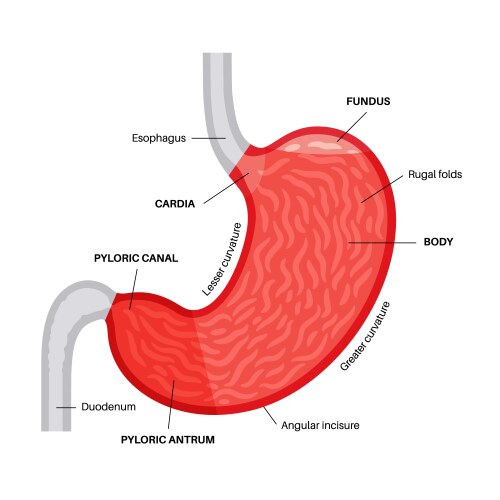 Stomach Anatomy Diagram - Layers & Components – Royalty-Free Vector ...