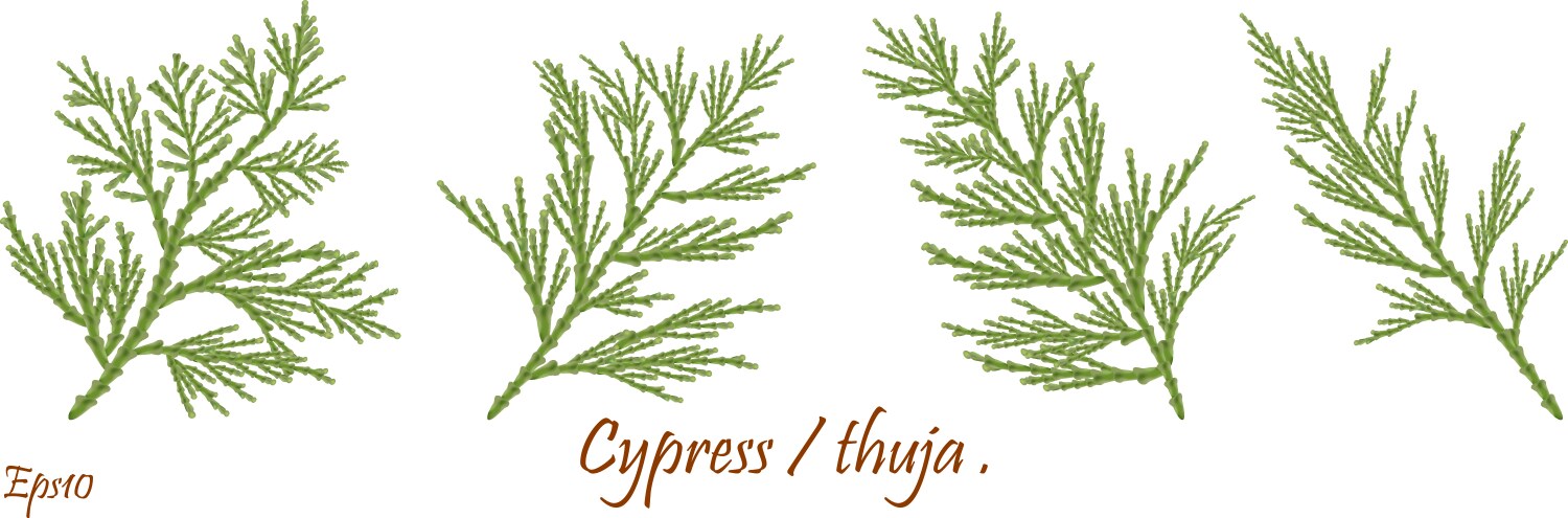 Cypress Vector Images (over 4,600)