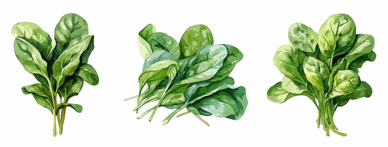 Spinach Vector Images (over 10,000)