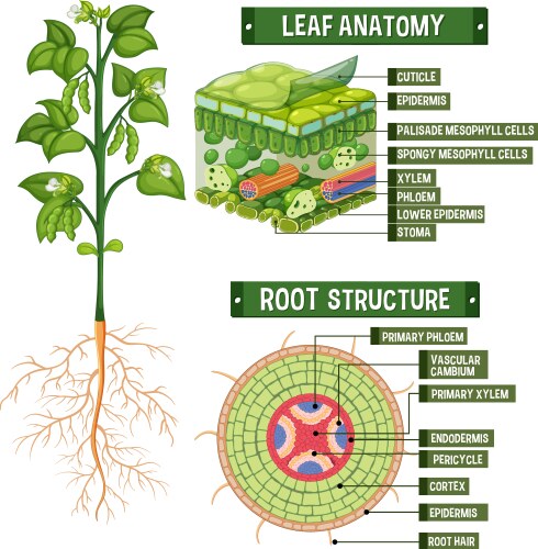 Diagram showing stem and root structure Royalty Free Vector