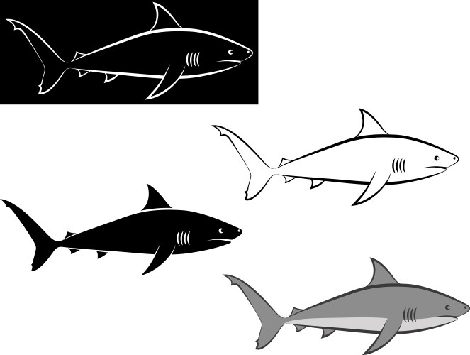 White shark Royalty Free Vector Image - VectorStock