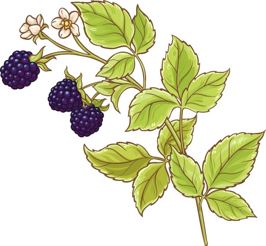 Blackberry branch Royalty Free Vector Image - VectorStock