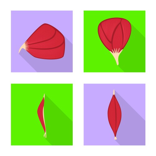 Deltoid Muscle Vector Images (over 1,100)