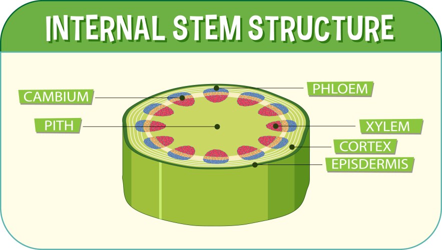 Internal structure of root diagram Royalty Free Vector Image