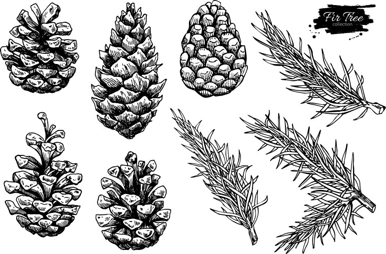 Fir pine cone hand drawn set Royalty Free Vector Image