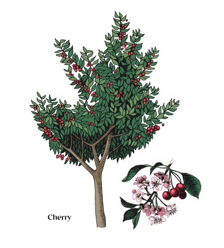 Cherry Tree Drawing Vector Images (over 4,000)