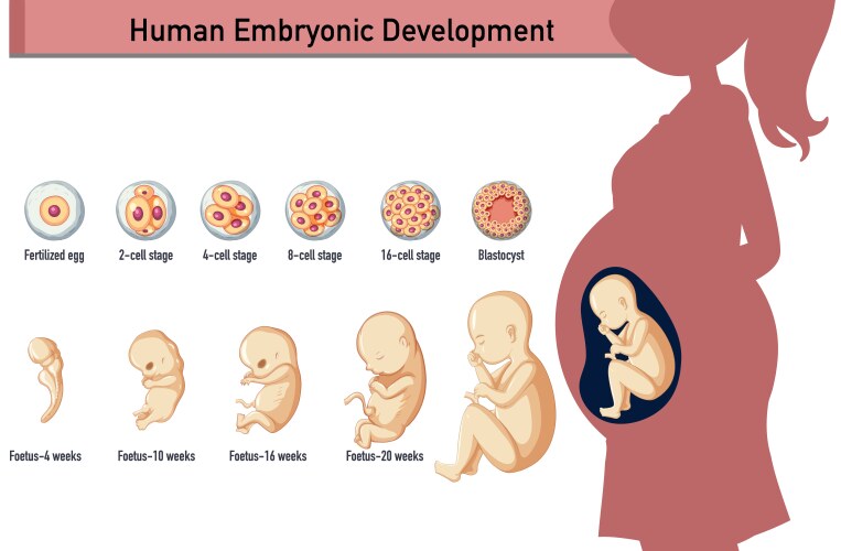 Human embryonic development in infographic Vector Image