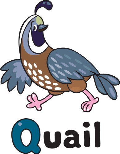 Letter q with animal quail for kids abc education Vector Image