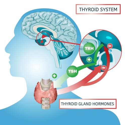 Endocrinologists diagnose and treat thyroid gland Vector Image
