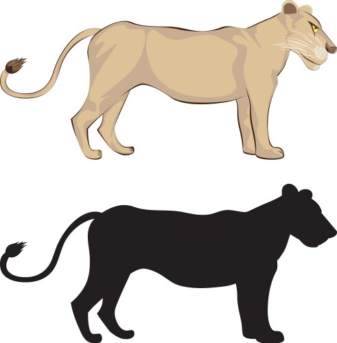 Lioness Vector Images (over 2,100)