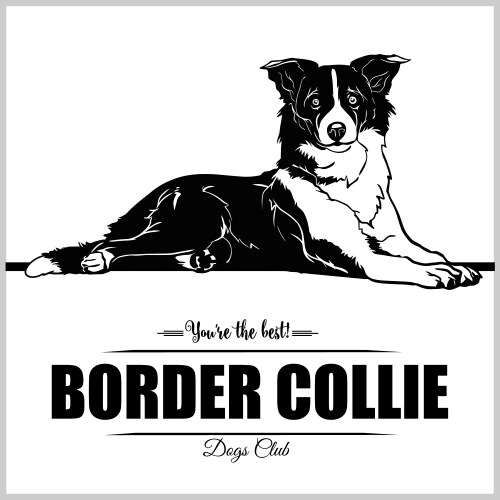 Border Collie Vector Images (over 1,500)