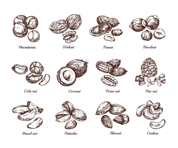 Sketch nuts almond hazelnut pistachio and cashew Vector Image