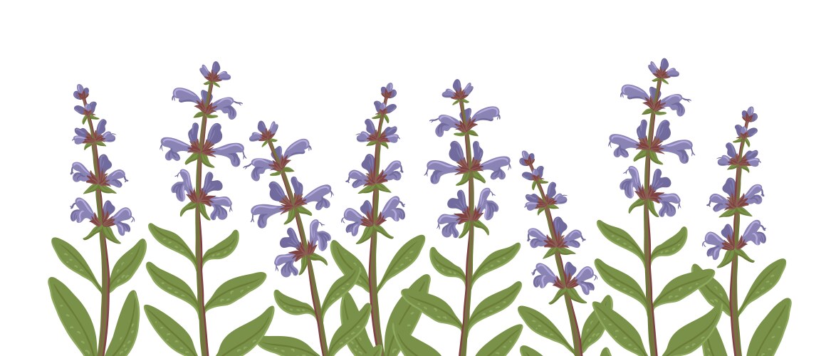 Sage Border Vector Images (over 260)