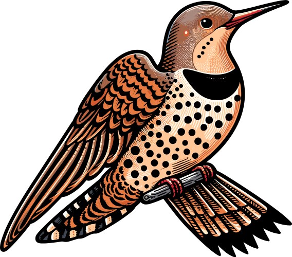 Northern flicker isolated on white background Vector Image