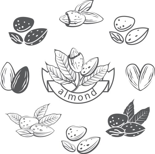 Drawing almond Royalty Free Vector Image - VectorStock