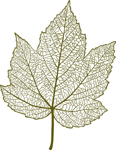 Leaf skeleton Royalty Free Vector Image - VectorStock