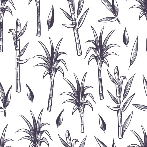 Sugar plant agricultural crops cane leaf Vector Image