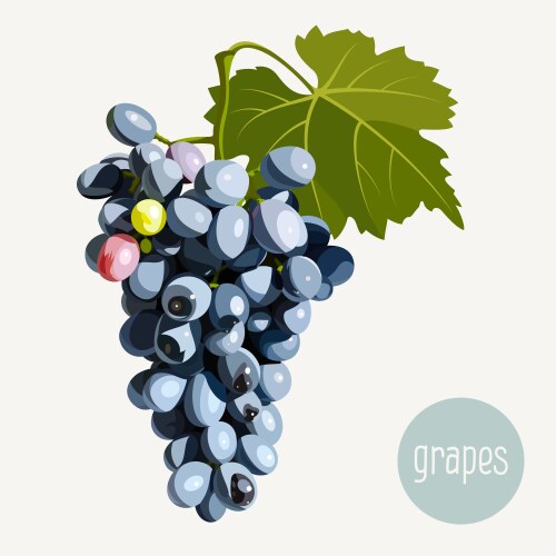 Grapes Vineyard Vector Images (over 22,000)