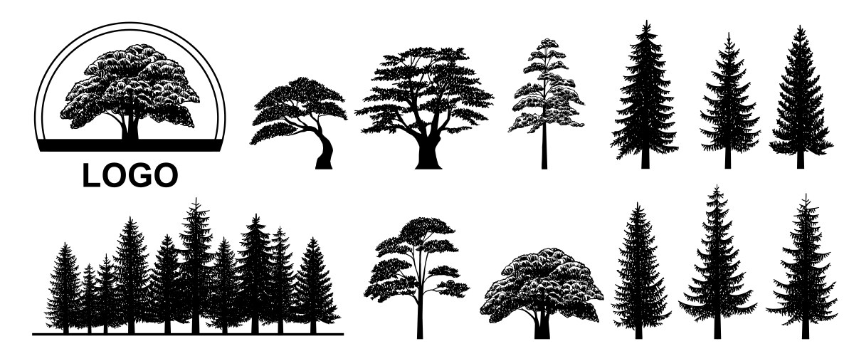 Spruce Tree Silhouette