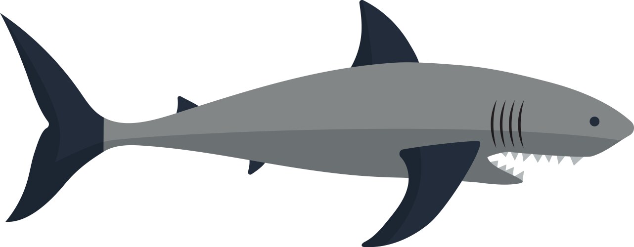 White shark fish on a background Royalty Free Vector Image