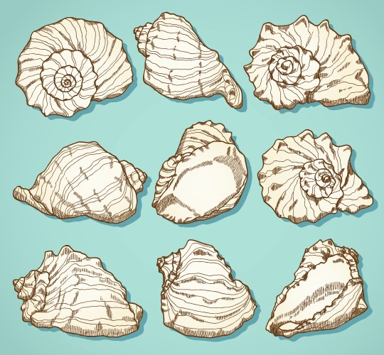 Hand drawing seashell set Royalty Free Vector Image