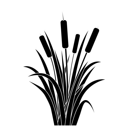 Reed Royalty Free Vector Image - VectorStock