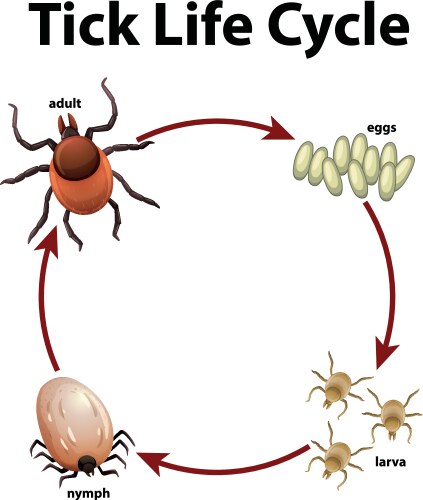 Diagram showing life cycle cockroach Royalty Free Vector