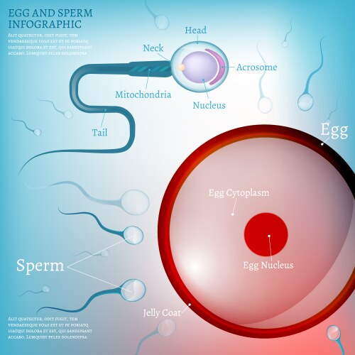 Egg fertilization process flat template Royalty Free Vector