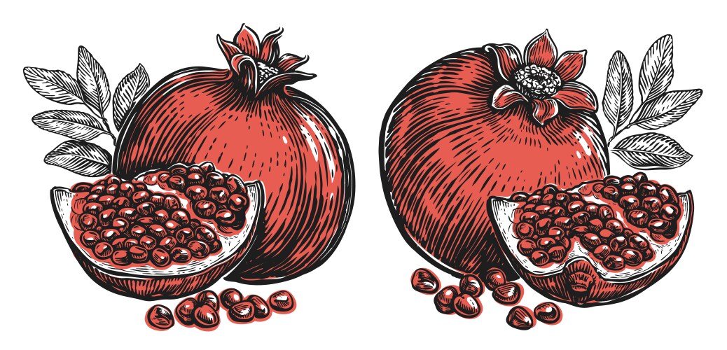 Pomegranate Vector Images (over 19,000)