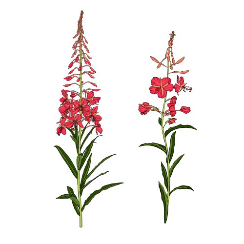 Fireweed Vector Images (over 200)