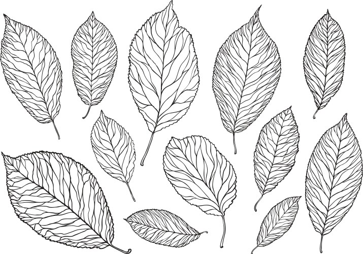 Seamless pattern from leaves Royalty Free Vector Image