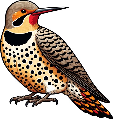 Northern flicker isolated on white background Vector Image