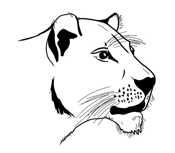 Lioness Vector Images (over 2,100)