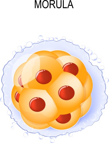 Blastocyst Embryo Vector Images (over 270)