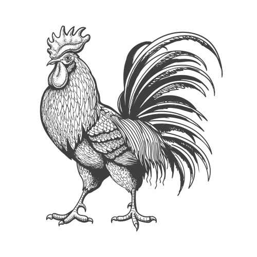 Rooster Vector Images (over 42,000)