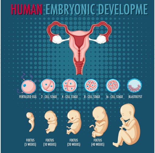 Diagram showing process of growing embryo Vector Image